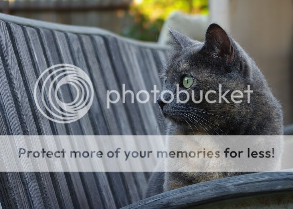 Kit Kat - PentaxForums.com